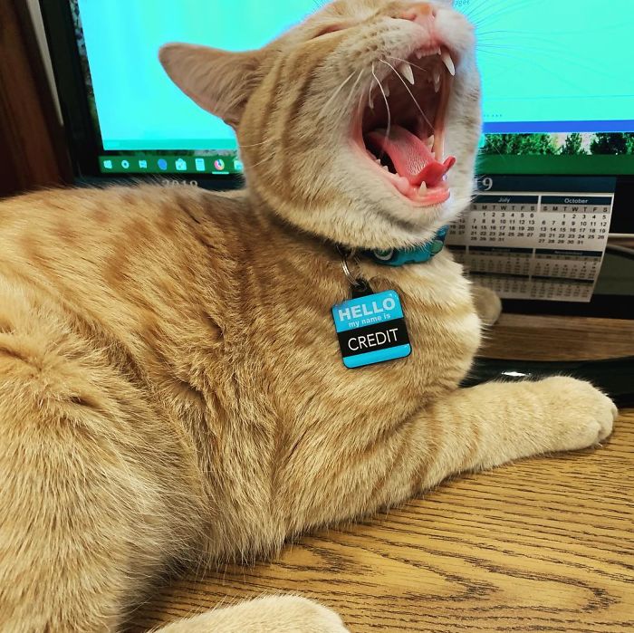 Ohio Company Adopts Kittens to Make Work Entertaining - YupLife