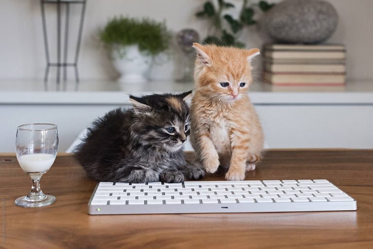 Ohio Company Adopts Kittens to Make Work Entertaining - YupLife