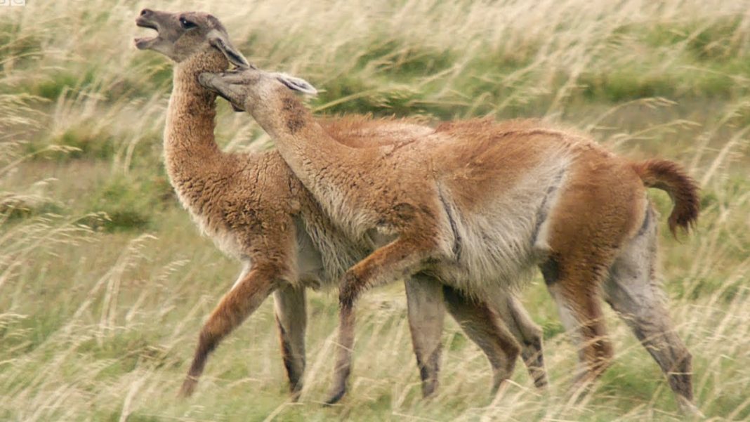 Facts about Animals and Different Species - YupLife