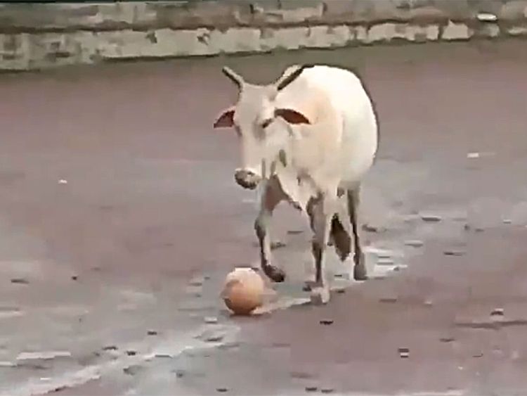 Cow Plays Football with Local Boys - YupLife