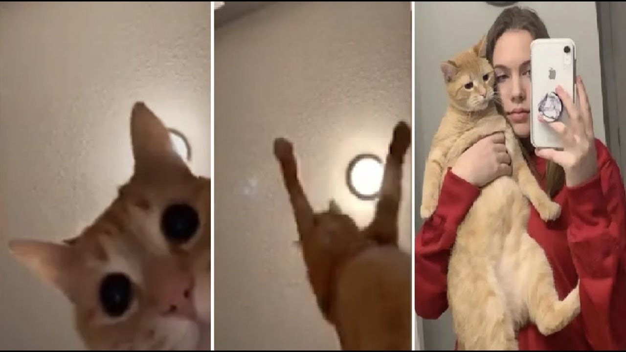 17-Year-Old Viral TikTok of her Cat is Mesmerizing Netizens - YupLife