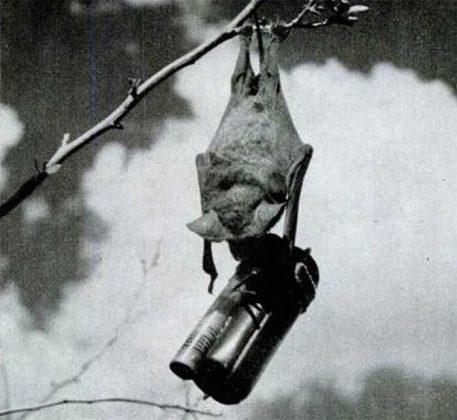 The Bat Bombs of World War II: History - YupLife
