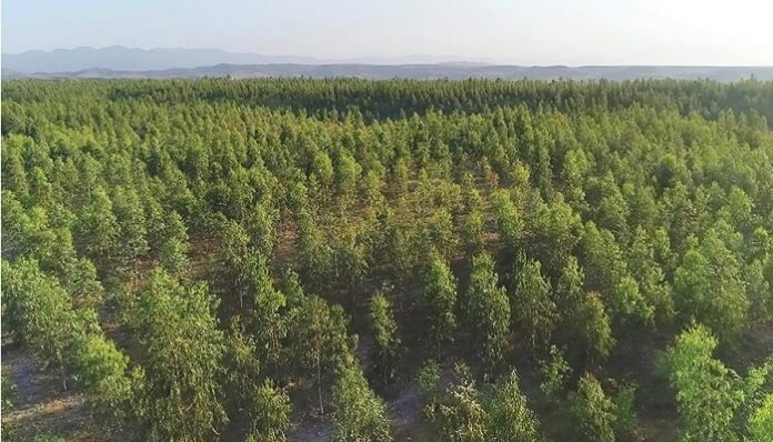 Pakistan’s “10 Billion Tree Tsunami” Has Transformed the Region in One ...